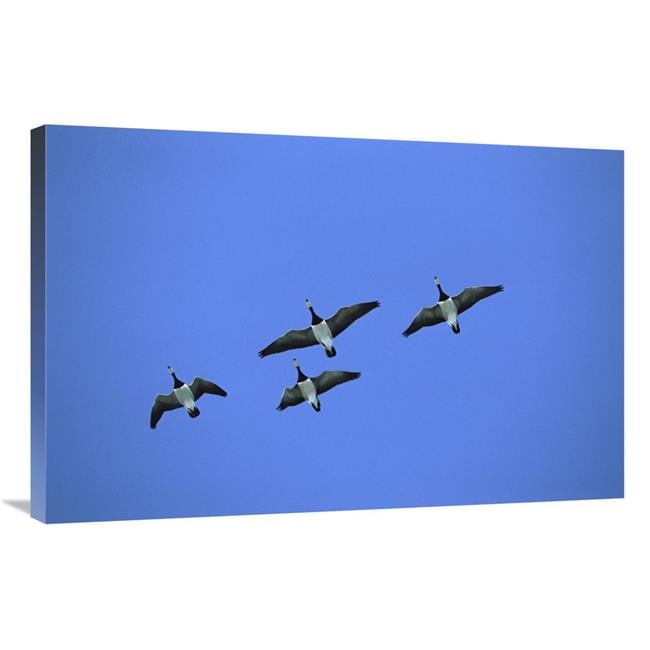 24 x 36 in. Barnacle Goose Flock of Four Flying, Germany Art Print ...