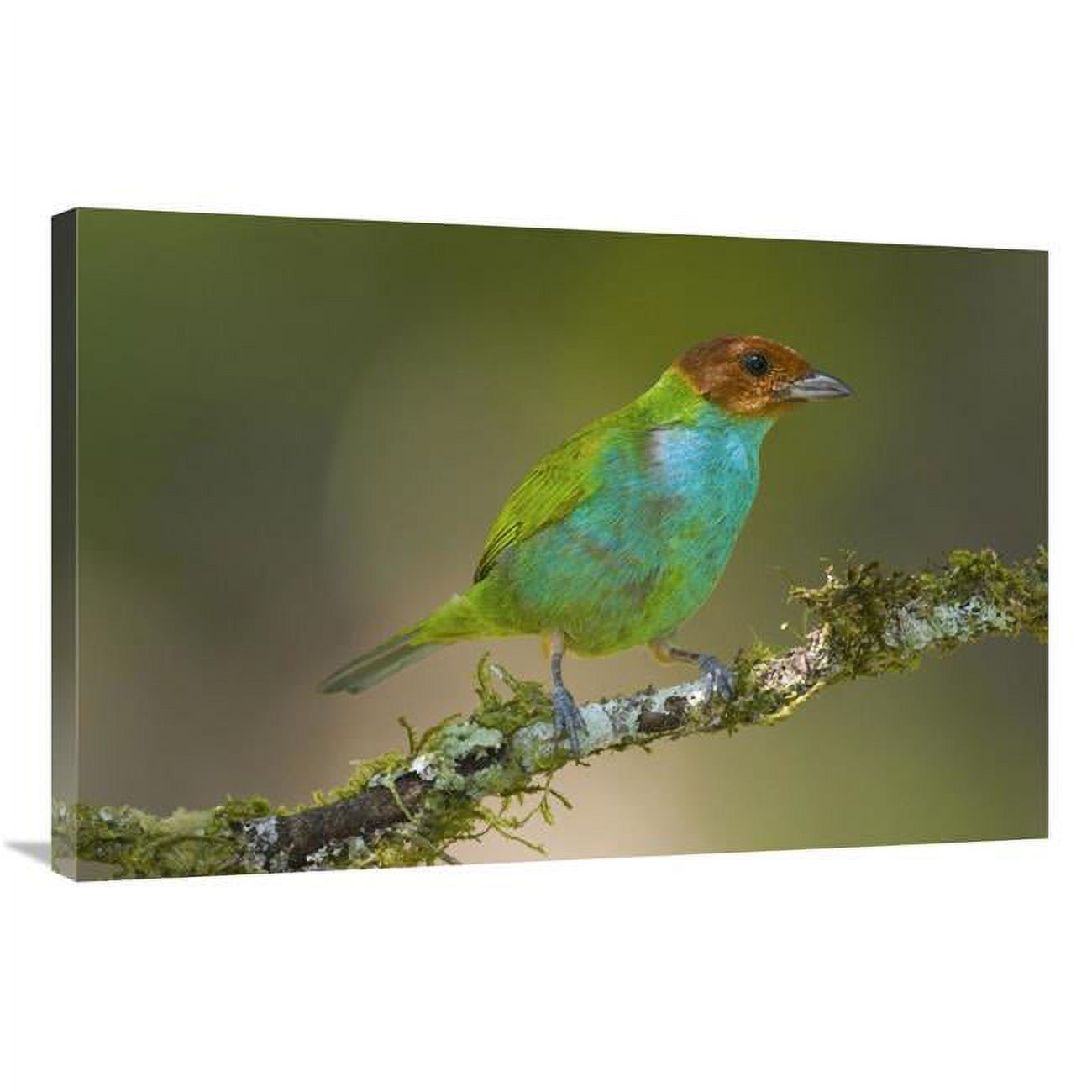24 x 36 in. Bay-Headed Tanager, Costa Rica Art Print - Steve Gettle ...