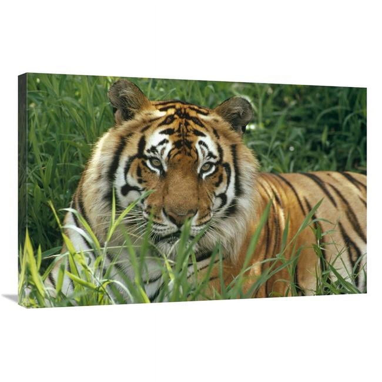 24 x 36 in. Bengal Tiger Portrait at the Hilo Zoo, Hawaii, Native to ...