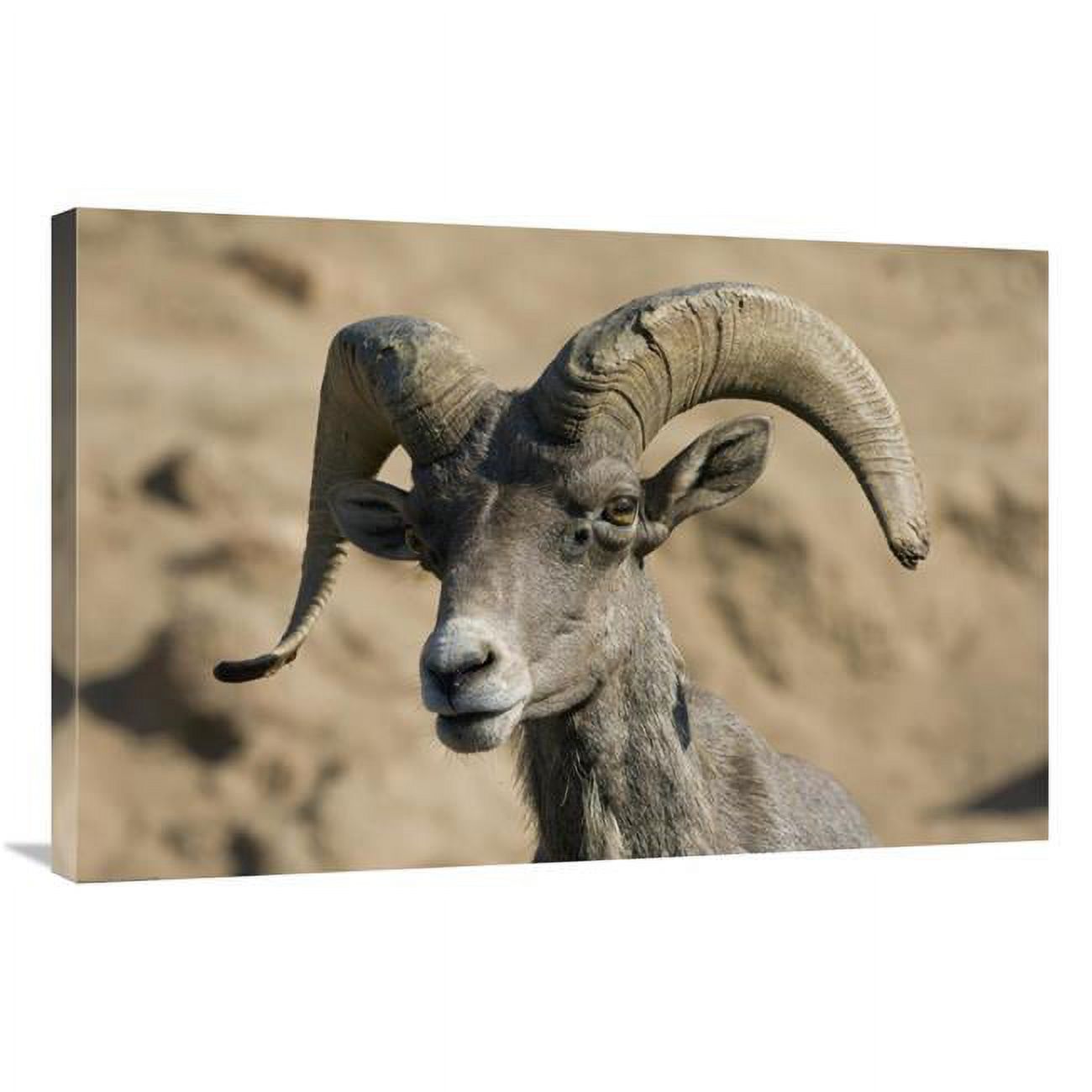 24 x 36 in. Bighorn Sheep Male, Native to North America Art Print - San ...