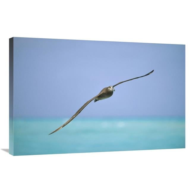 24 x 36 in. Black-Footed Albatross Flying, Midway Atoll, Hawaii Art ...