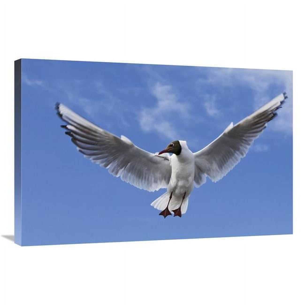 24 x 36 in. Black-Headed Gull in Flight, Texelnoord-Hollandthe ...
