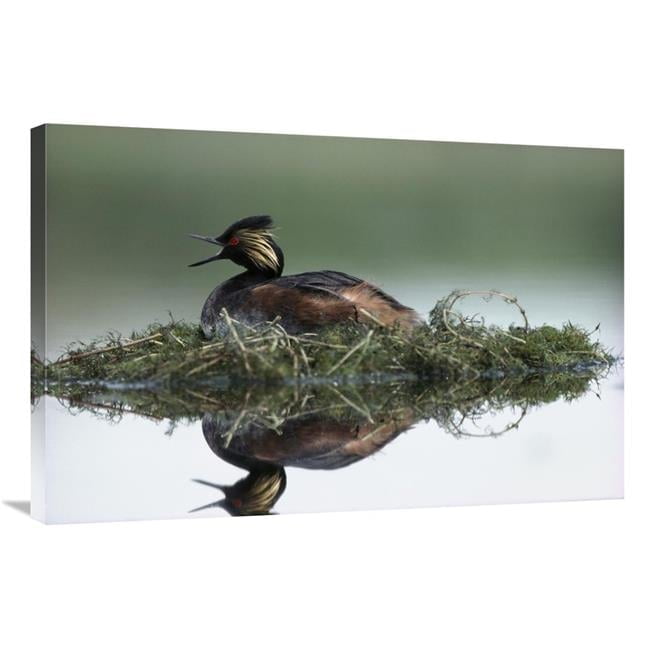 24 x 36 in. Black-Necked Grebe Calling While Incubating Eggs on ...