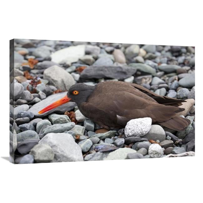 24 x 36 in. Black Oystercatcher Using Broken-Wing Display to Lure ...