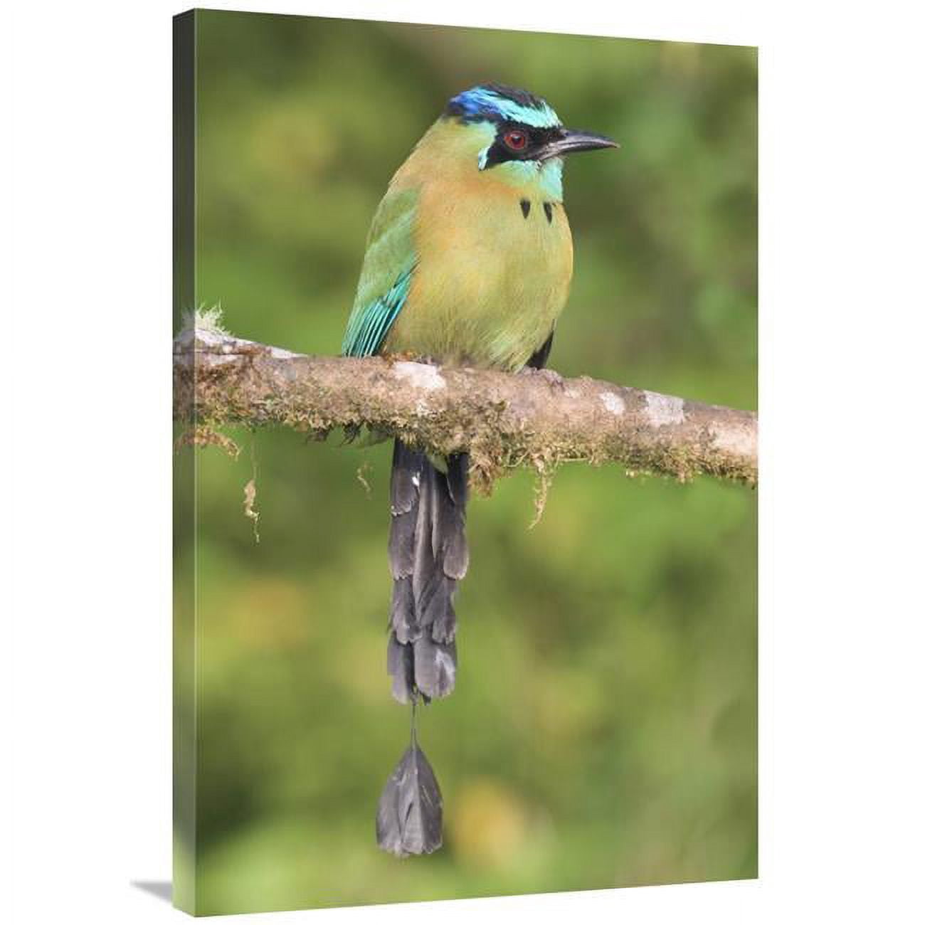 24 x 36 in. Blue-Crowned Motmot, Costa Rica Art Print - Steve Gettle ...