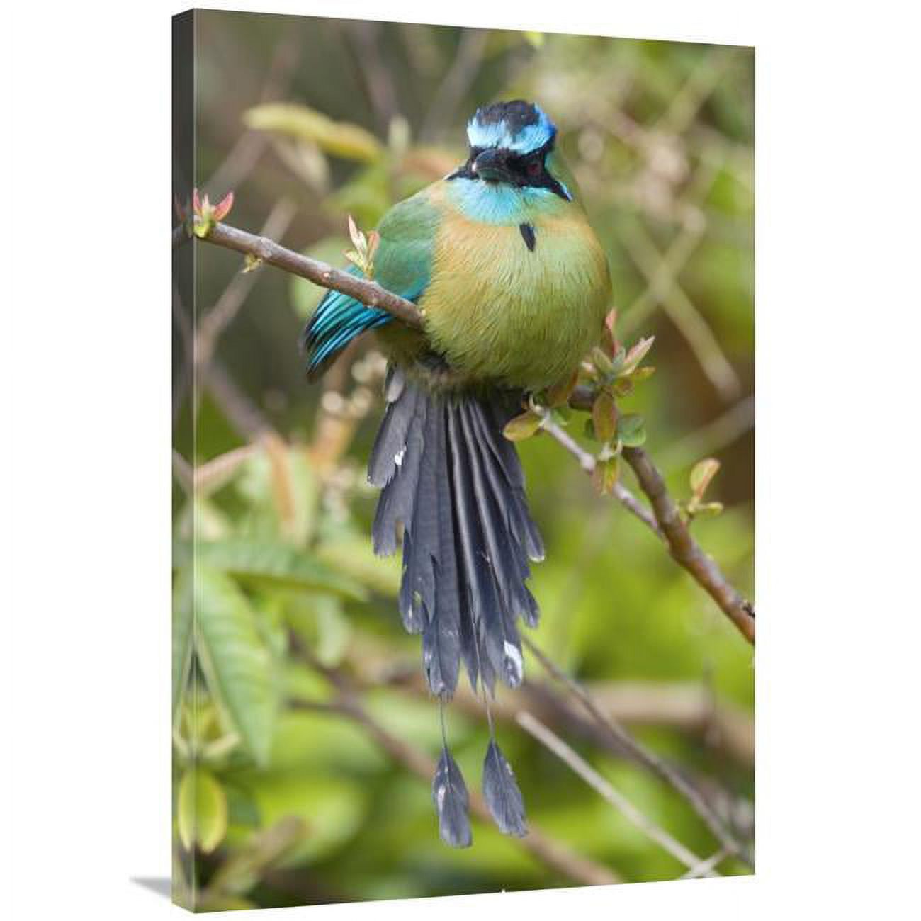 24 x 36 in. Blue-Crowned Motmot, Costa Rica Art Print - Steve Gettle ...