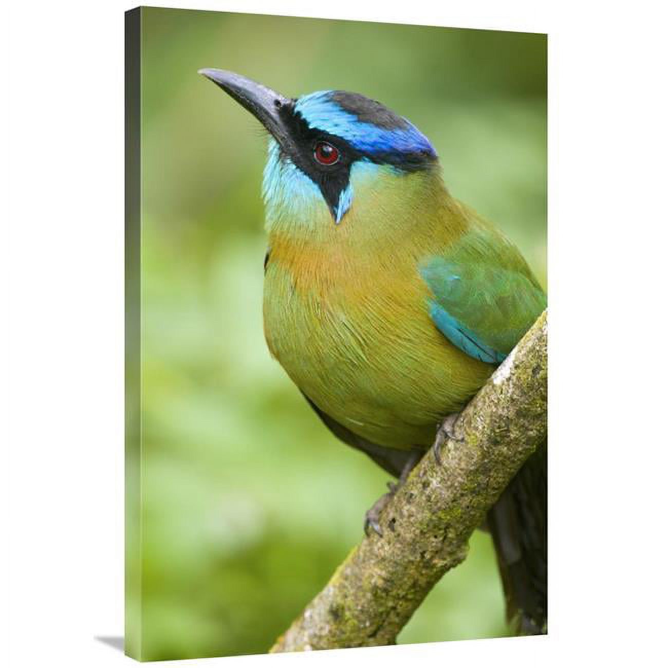 24 x 36 in. Blue-Crowned Motmot, Costa Rica Art Print - Steve Gettle ...