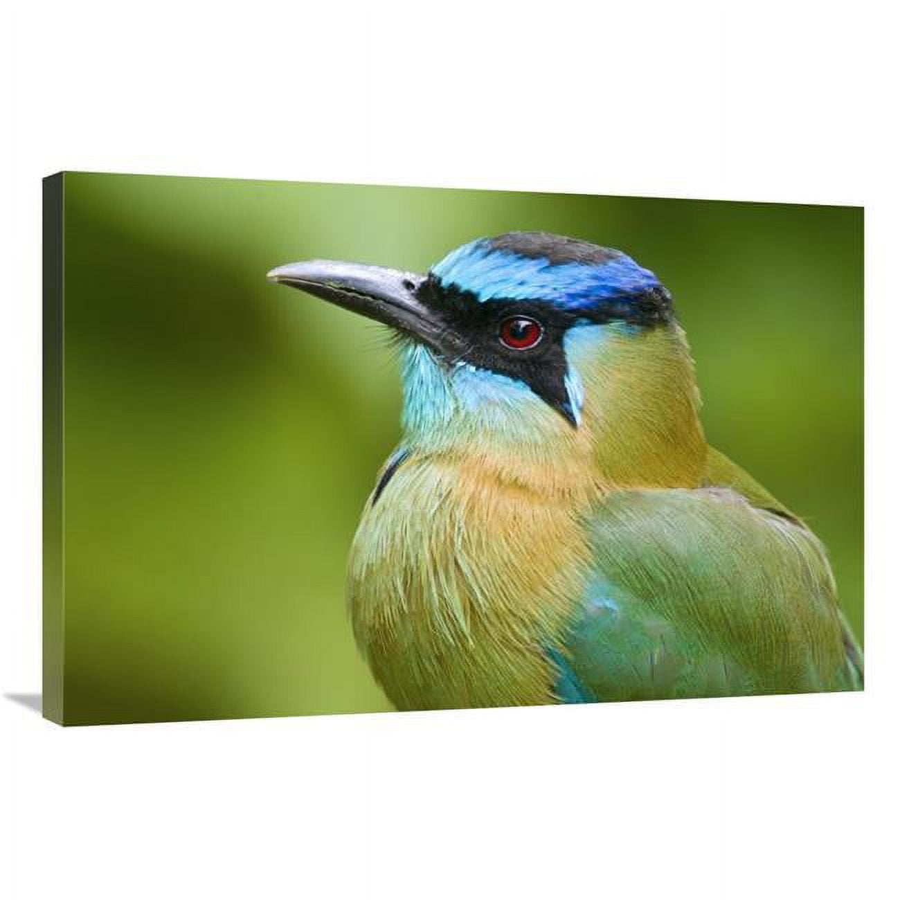 24 x 36 in. Blue-Crowned Motmot, Costa Rica Art Print - Steve Gettle ...