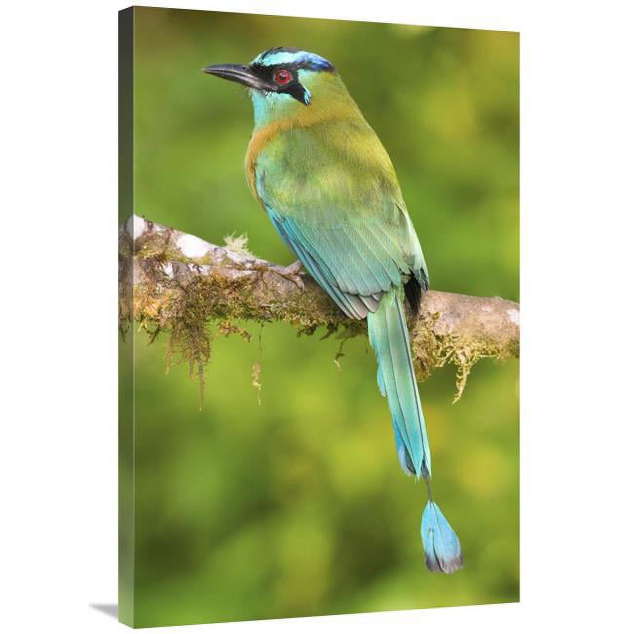 24 x 36 in. Blue-Crowned Motmot, Costa Rica Art Print - Steve Gettle ...