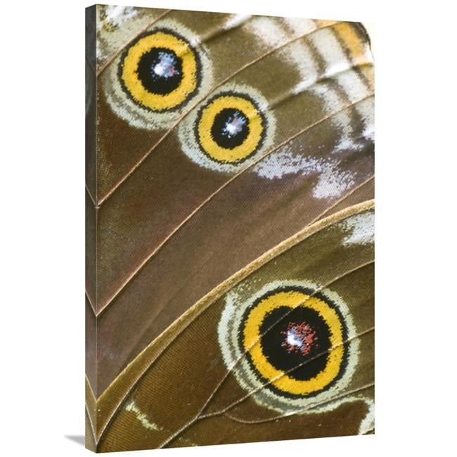 24 x 36 in. Blue Morpho Butterfly Wing with False Eyespots, Ecuador Art ...