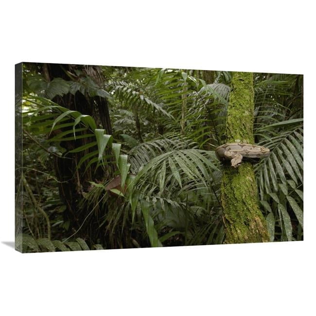 24 x 36 in. Boa Constrictor Coiled Around A Mossy Tree Trunk in the ...