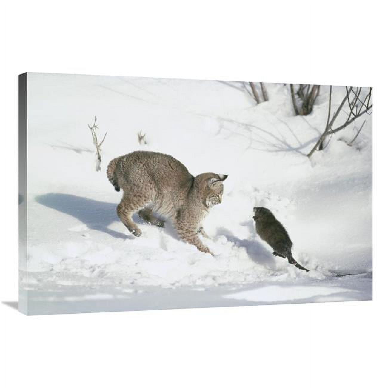 24 x 36 in. Bobcat Hunting Muskrat in the Winter, Idaho Art Print ...