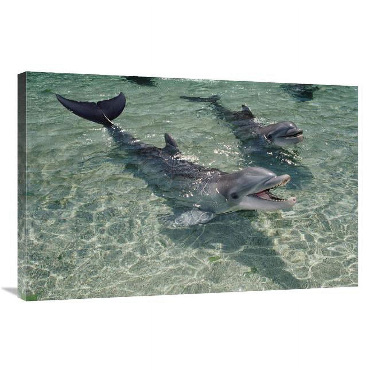 24 x 36 in. Bottlenose Dolphin Pair in Shallow Lagoon, Waikoloa Hyatt ...