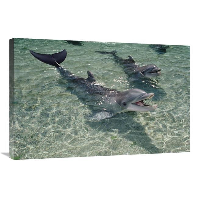 24 x 36 in. Bottlenose Dolphin Pair in Shallow Lagoon, Waikoloa Hyatt ...