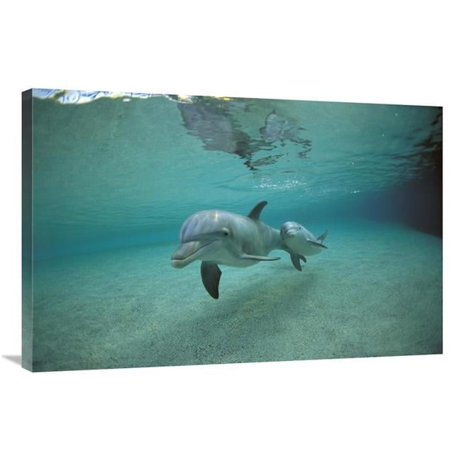 24 x 36 in. Bottlenose Dolphin Underwater Mother & Young, Hawaii Art ...