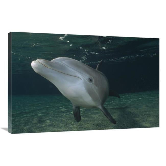 24 x 36 in. Bottlenose Dolphin Underwater Portrait, Hawaii Art Print ...