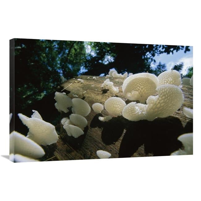 24 x 36 in. Bracket Fungus Mushrooms, Barro Colorado Island, Panama Art ...
