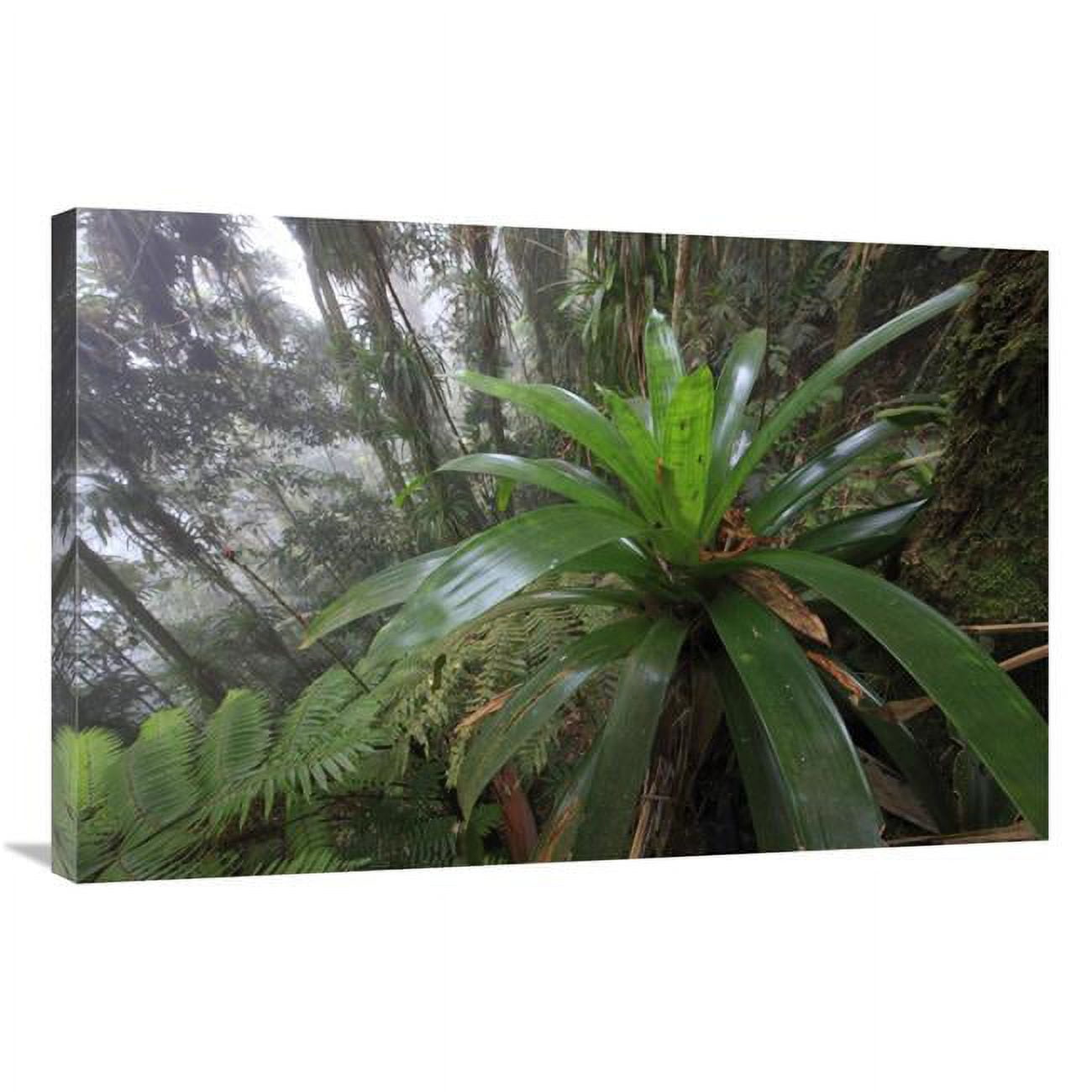 24 x 36 in. Bromeliad & Tree Fern At 1600 Meters Altitude in Tropical ...