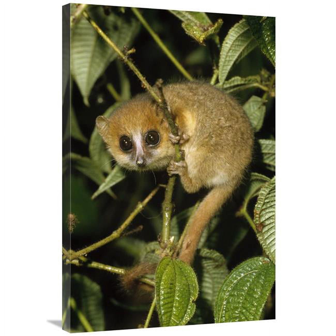 24 x 36 in. Brown Mouse Lemur, Madagascar Art Print - Konrad Wothe ...