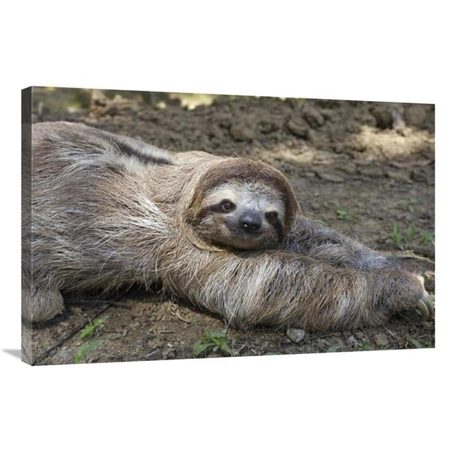 24 x 36 in. Brown-Throated Three-Toed Sloth Male Walking on Forest ...