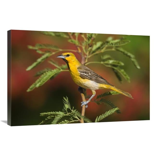 24 x 36 in. Bullocks Oriole Juvenile Male, Santa Rita Mountains ...