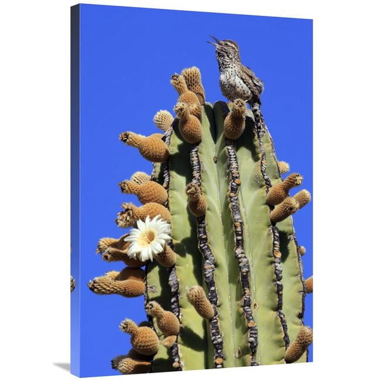 24 x 36 in. Cactus Wren Singing Atop Cardon Cactus, El VIzcaino ...