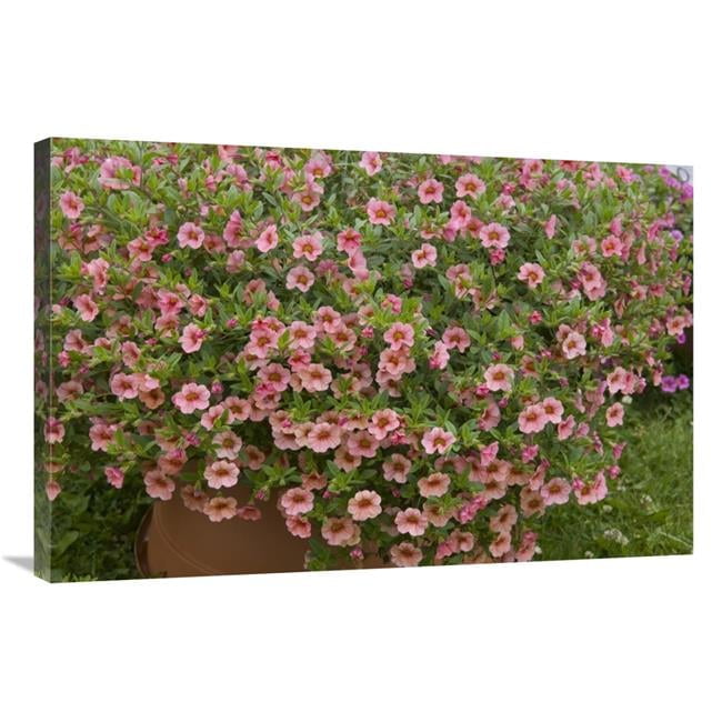 24 x 36 in. Calibrachoa Noa Peach Eye Variety Flowers Art Print ...