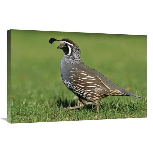 24 x 36 in. California Quail Male, Christchurch, New Zealand Art Print ...