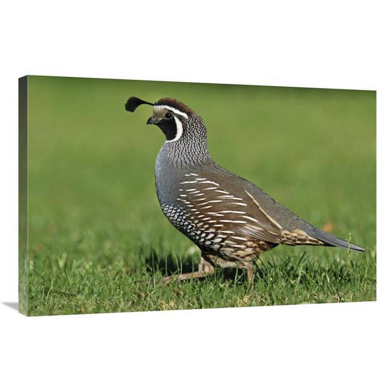 24 x 36 in. California Quail Male, Christchurch, New Zealand Art Print ...