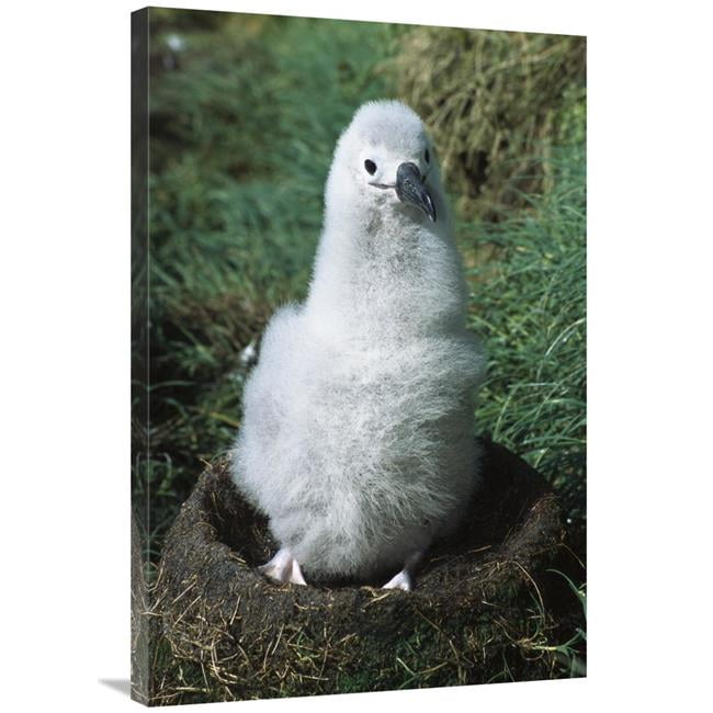 24 x 36 in. Campbell Albatross Portrait of Young Chick, Campbell Island ...