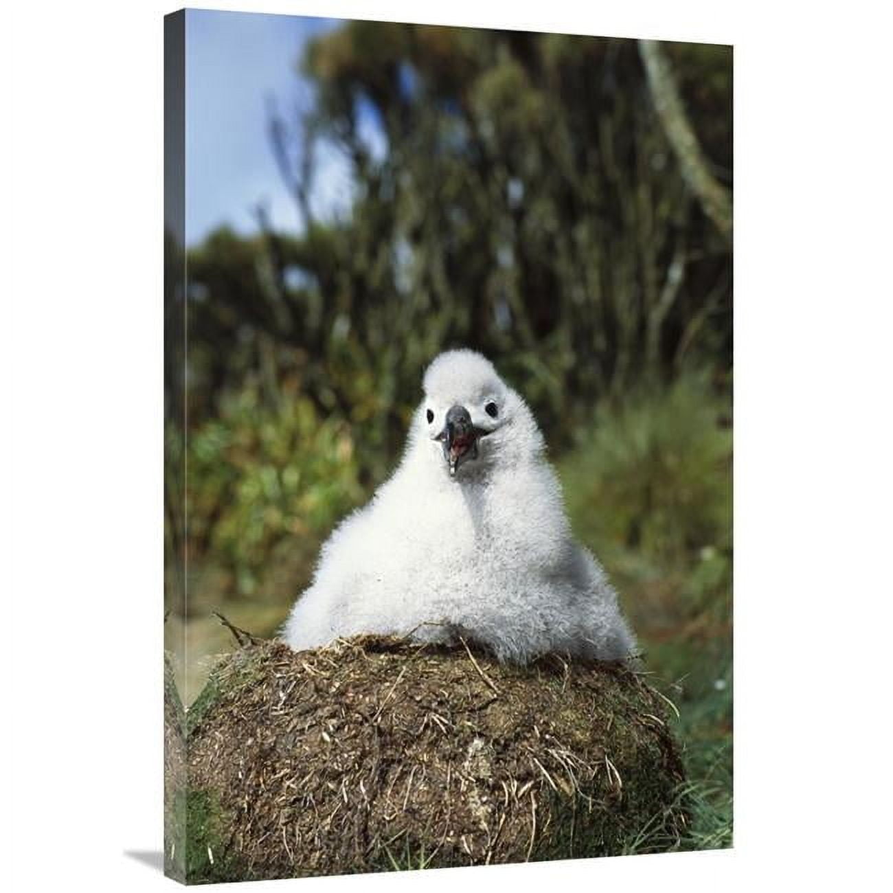 24 x 36 in. Campbell Albatross Two Month Old Chick on Nest, Campbell ...