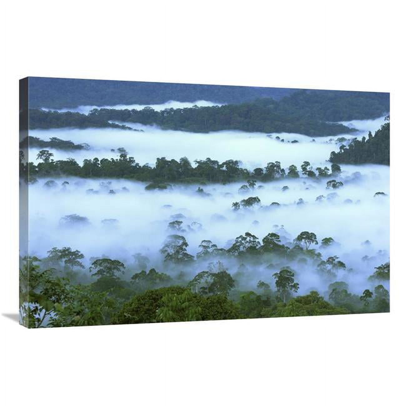 24 x 36 in. Canopy of Lowland Rainforest At Dawn with Fog, Danum Valley ...