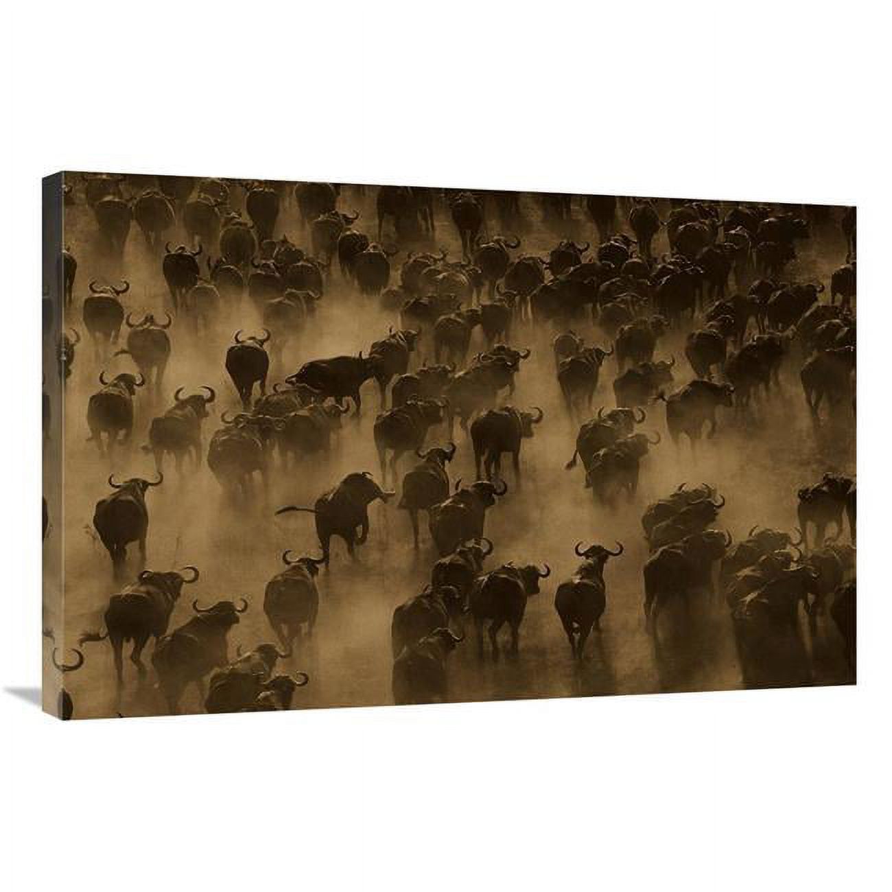 24 x 36 in. Cape Buffalo Herd Stampeding, Africa - Sepia Art Print ...