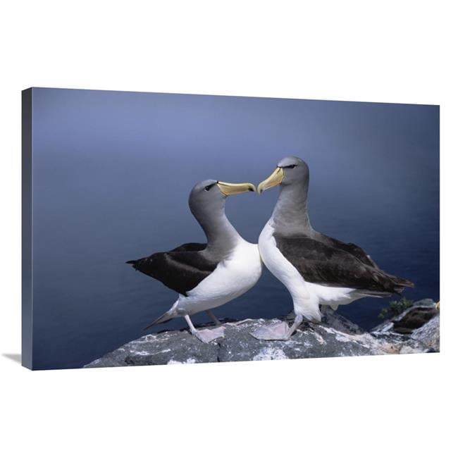 24 x 36 in. Chatham Albatross Courting Pair, The Pyramid, Chatham ...