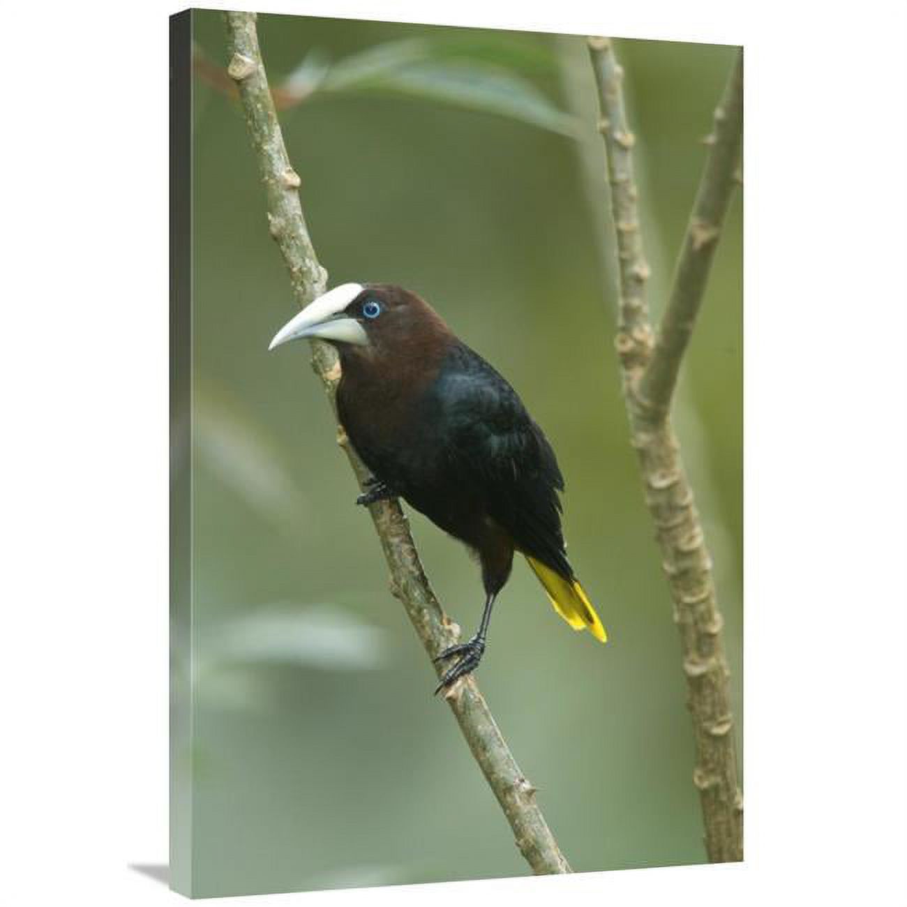 24 x 36 in. Chestnut-Headed Oropendola, Costa Rica Art Print - Steve ...