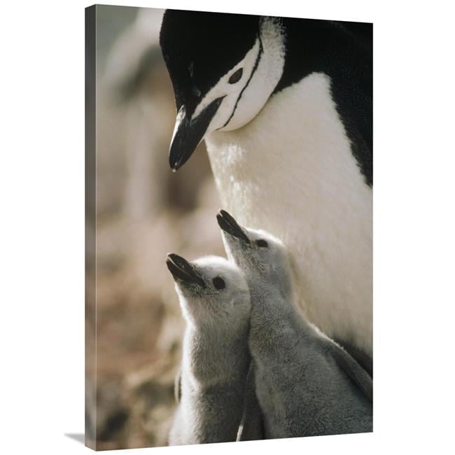 24 x 36 in. Chinstrap Penguin Bowing Over Twin Chicks Nelson Island ...