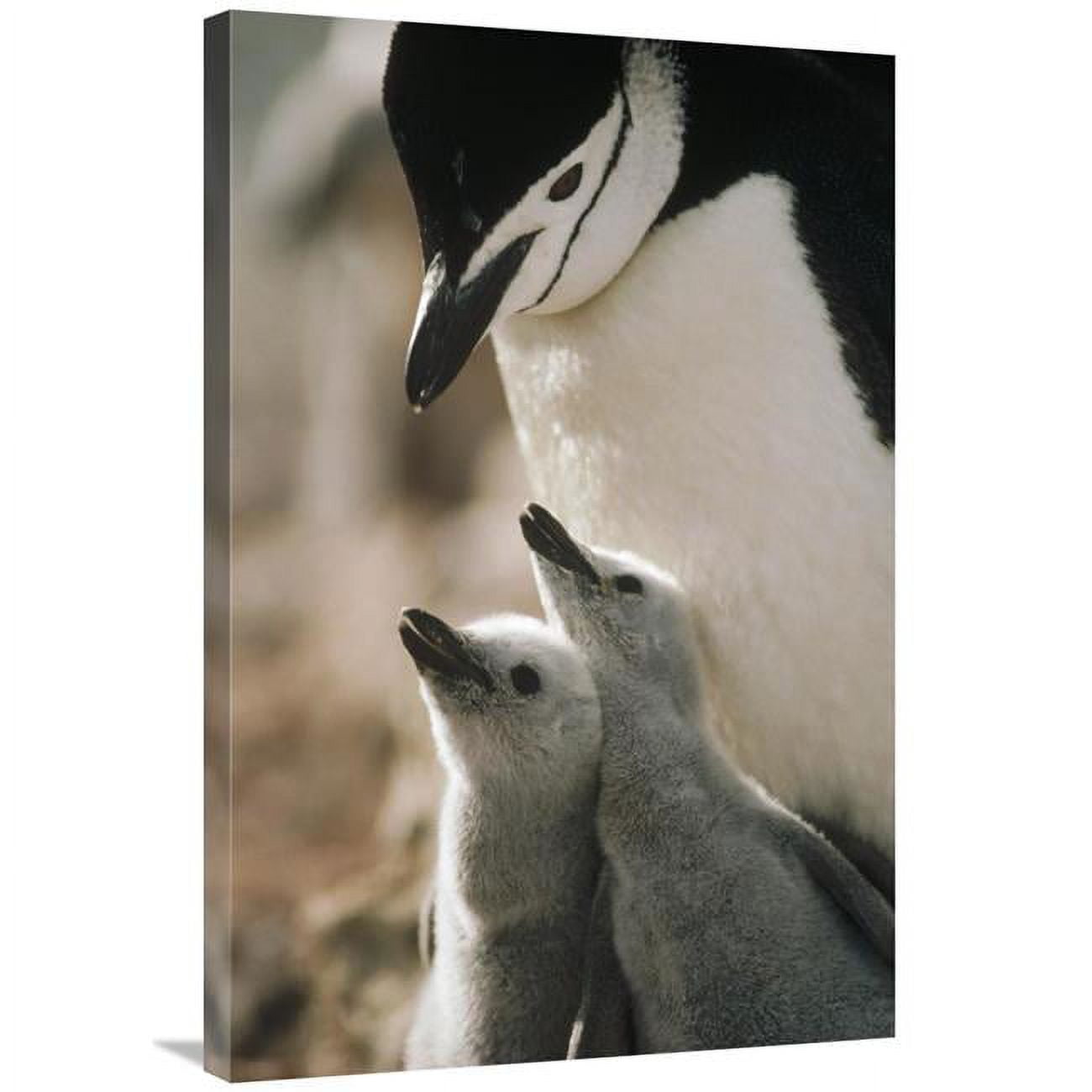 24 x 36 in. Chinstrap Penguin Bowing Over Twin Chicks Nelson Island ...