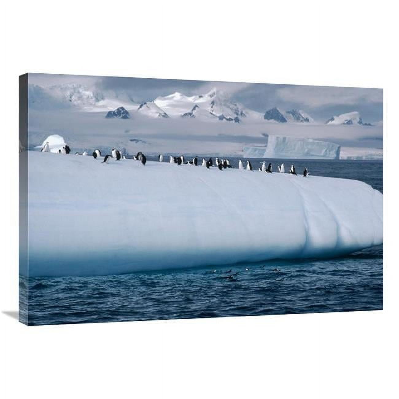 24 x 36 in. Chinstrap Penguin Group on Iceberg, Palmer Peninsula ...