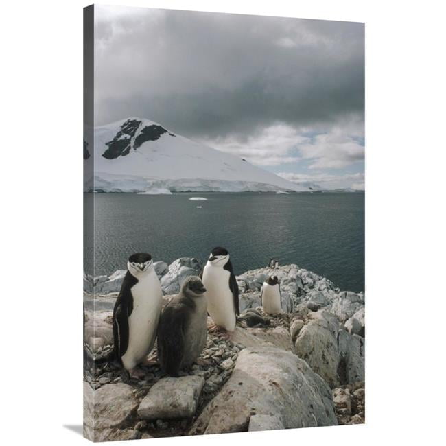 24 x 36 in. Chinstrap Penguin Parents with Chick, Paradise Bay ...