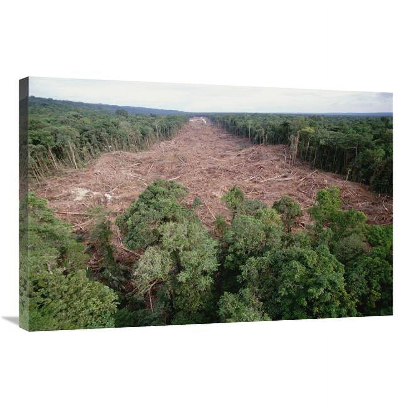 24 x 36 in. Clearing of Tropical Rainforest South of Lake Kutubu for ...