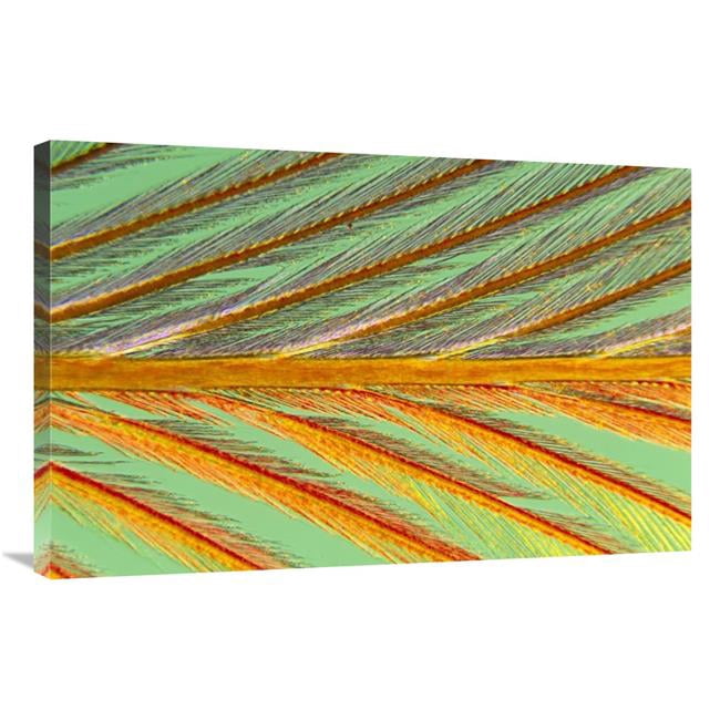 24 x 36 in. Close Up of Feather Showing Barbules Branching Off From ...