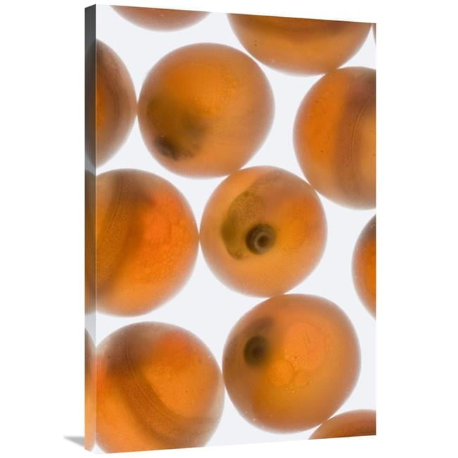 24 x 36 in. Coho Salmon Eggs at Ten Weeks After Spawning, Washington ...