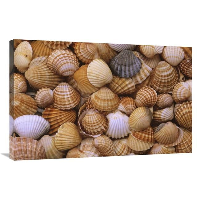 24 x 36 in. Common Cockle Close Up of Shells, Europe Art Print - Duncan ...
