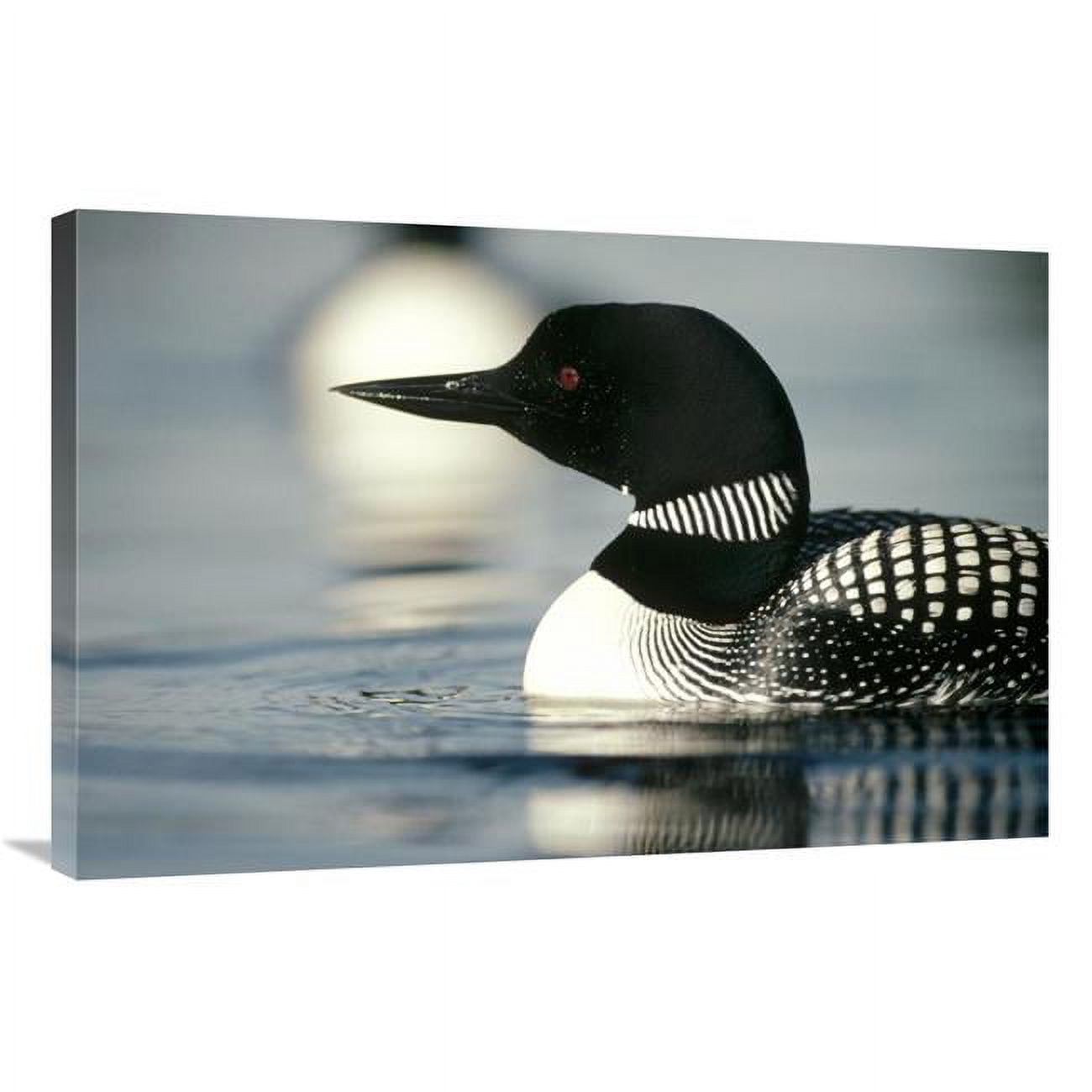 24 x 36 in. Common Loon Adult on Lake in the Summer, Wyoming Art Print ...