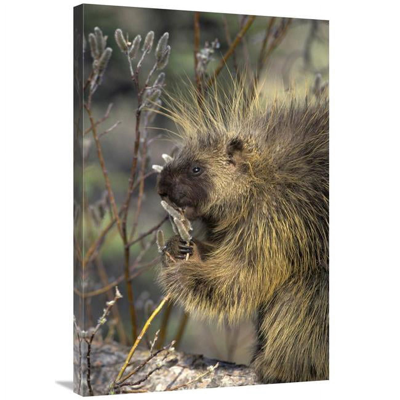 24 x 36 in. Common Porcupine Feeding on Pussywillow, Spring, Alaska Art ...