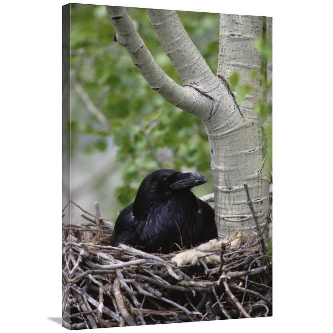 24 x 36 in. Common Raven Incubating Eggs on Its Nest, Idaho Art Print ...