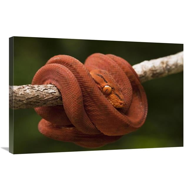 24 x 36 in. Common Tree Boa Coiled Around Branch, Iwokrama Rainforest ...