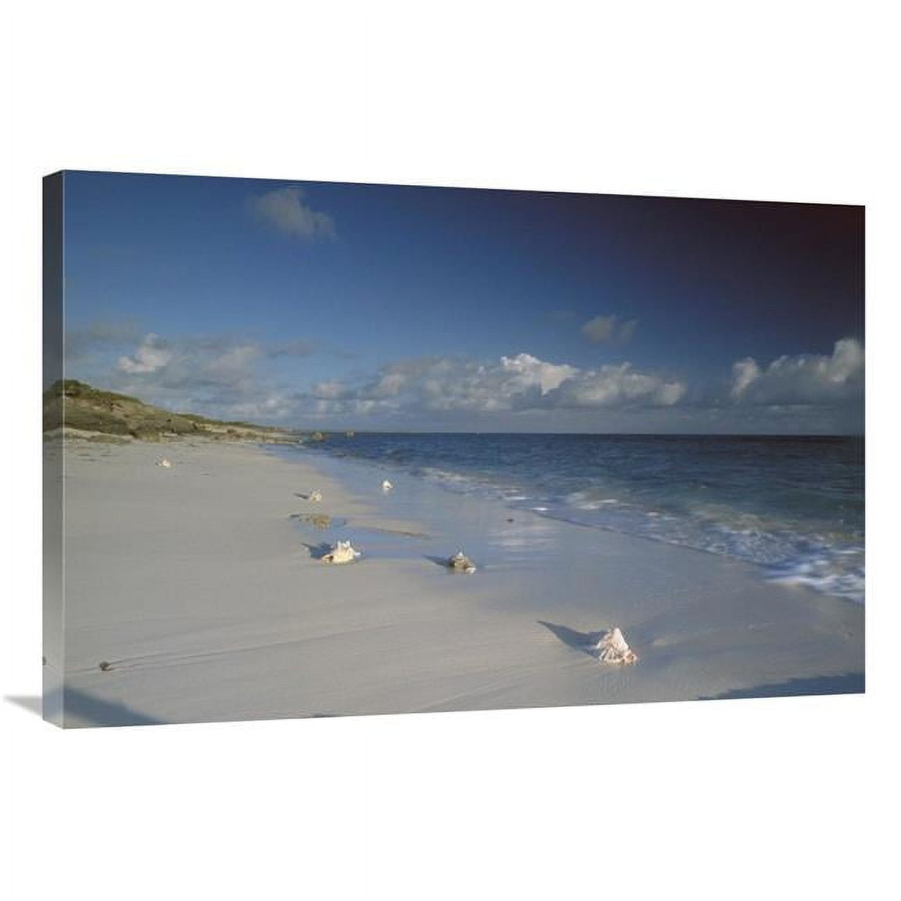 24 x 36 in. Conch Shell on Seven Mile Beach, Grand Turk Island, Turk ...