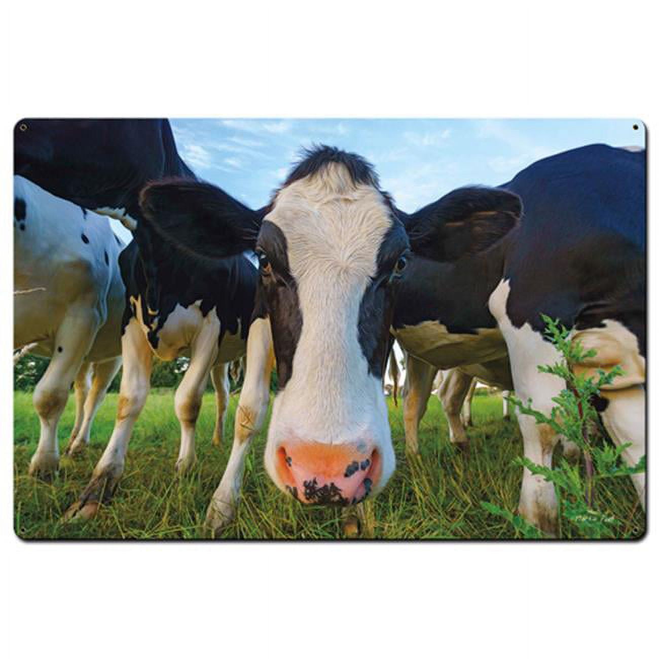 24 x 36 in. Cows Satin Sign - Walmart.com