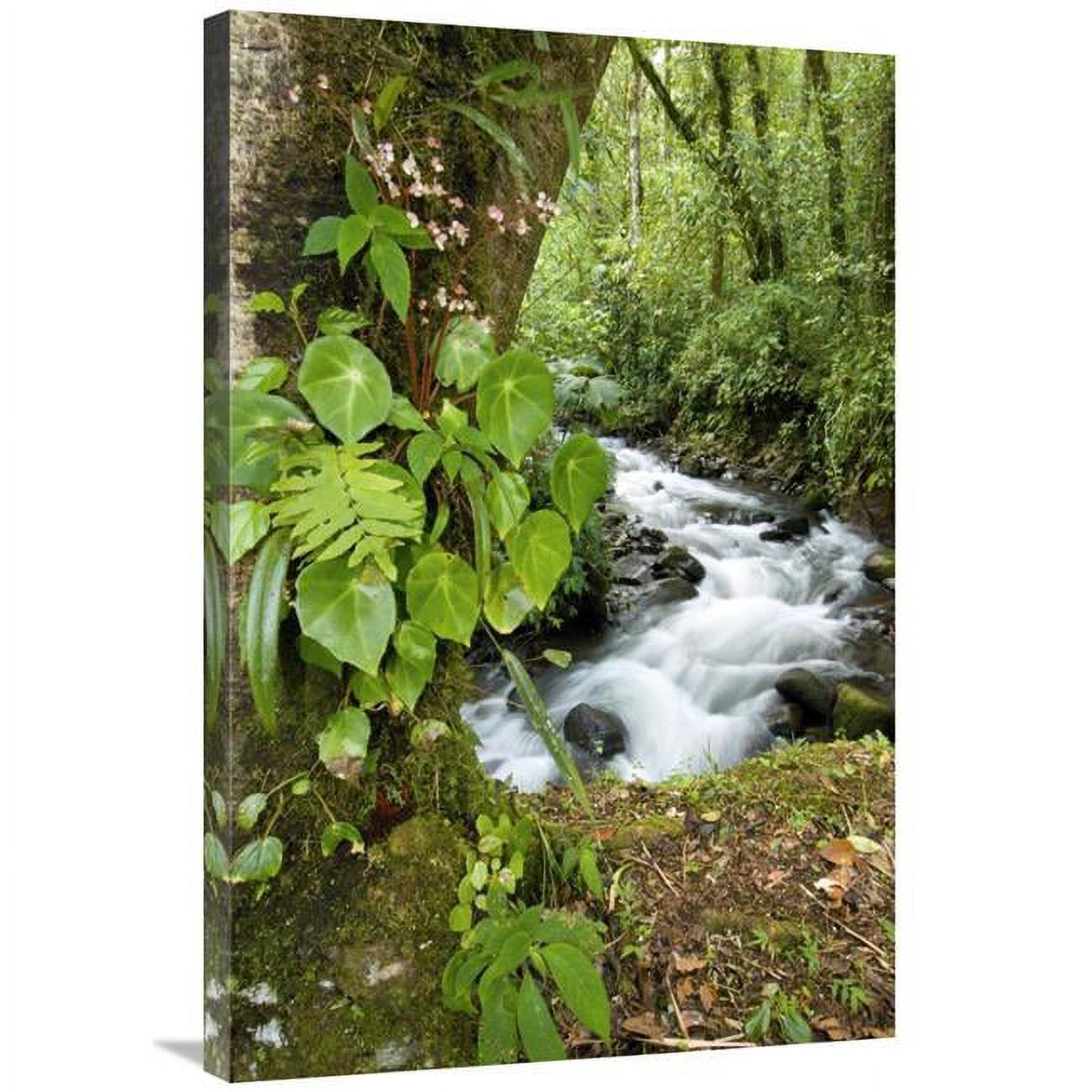 24 x 36 in. Creek Flowing Through Rainforest, Costa Rica Art Print ...